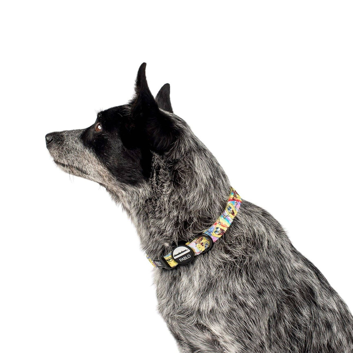 Pablo & Co- SpongeBob SquarePants: Dog Collar – The Doggy Bag
